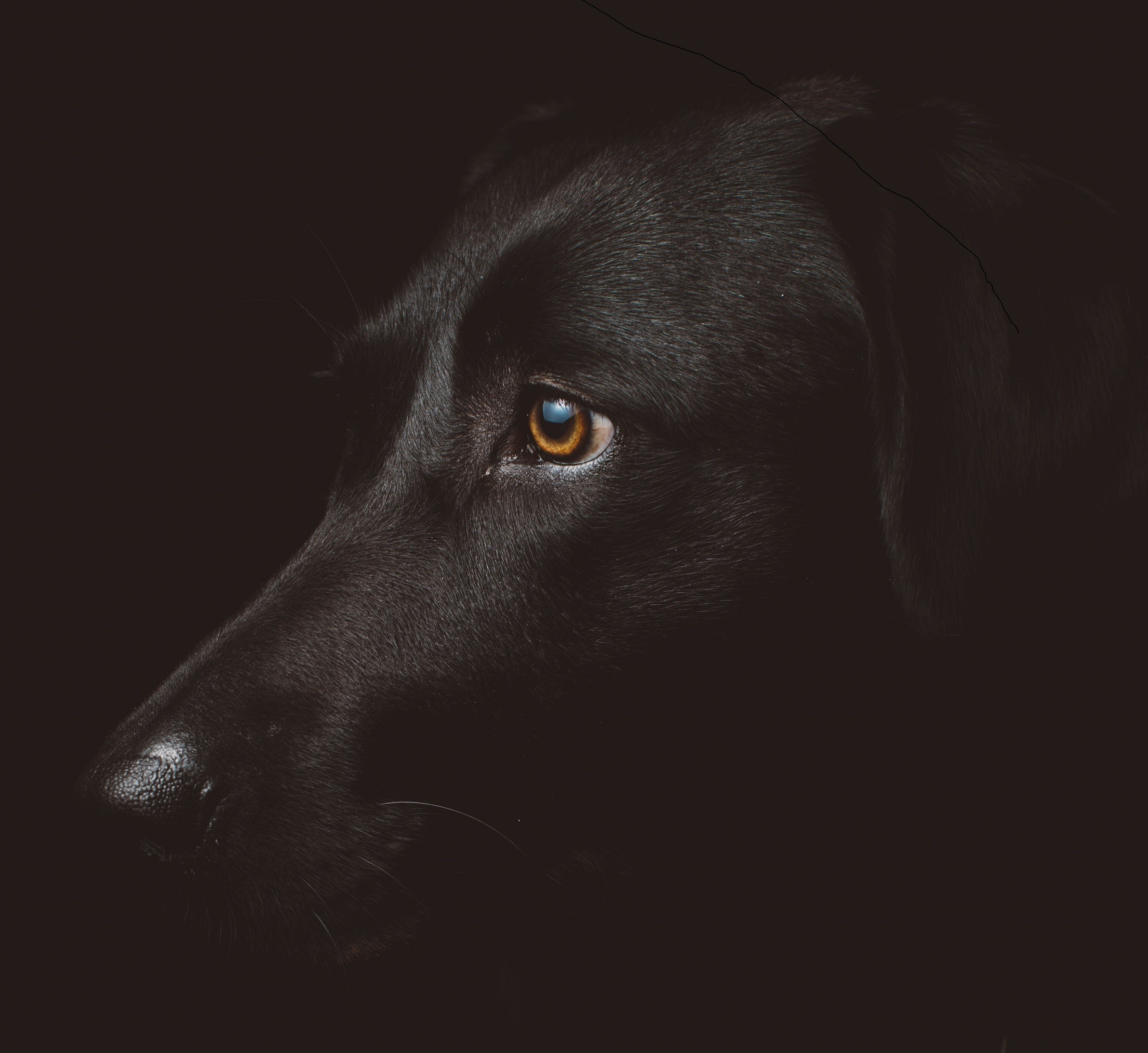 La domestication du chien - Le Labomatic - Radio C-Lab